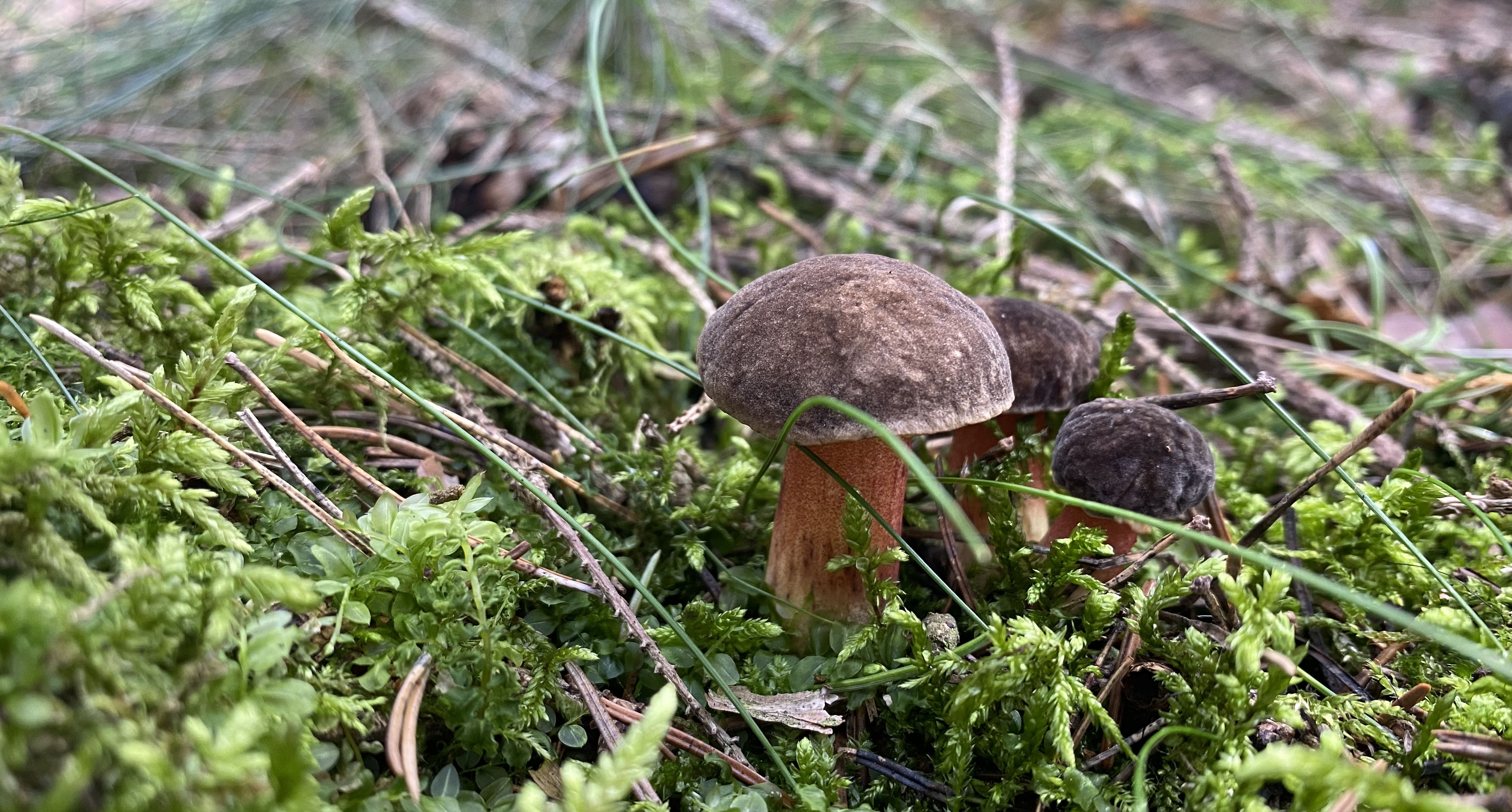 Kam vyraziť na huby a čo si vziať so sebou? | 4camping.sk